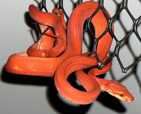 Uscbb Calico Amazon Tree Boa by Abberant arboreal