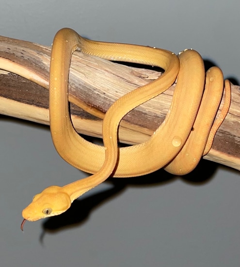 Usccb Bicolor Het Calico Amazon Tree Boa by Abberant arboreal