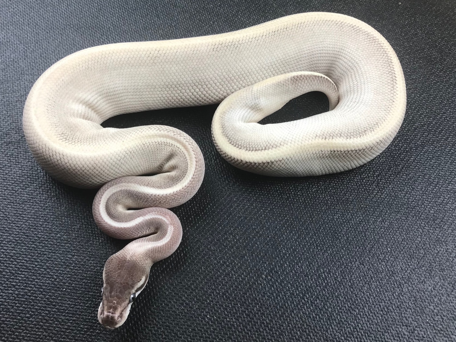 Mystic Potion Het Pied Ball Python by JSA Reptiles - MorphMarket