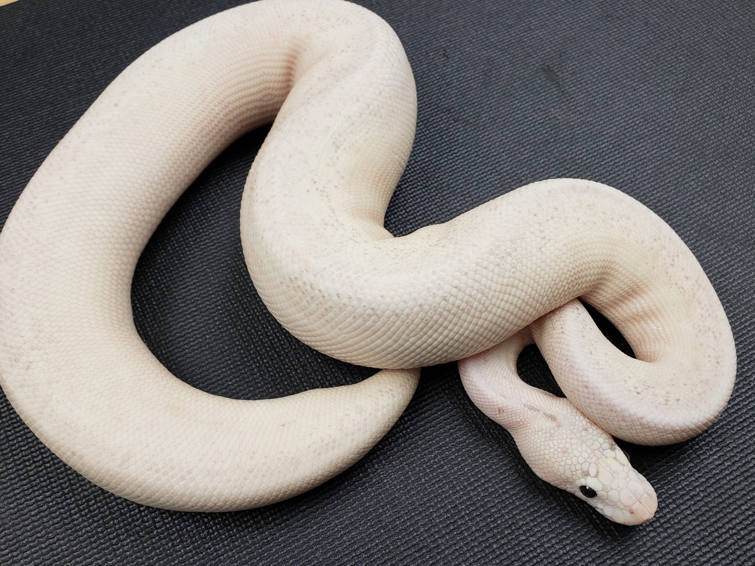 Leopard Ivory Bumblebee Ball Python by JSA Reptiles, LLC - MorphMarket