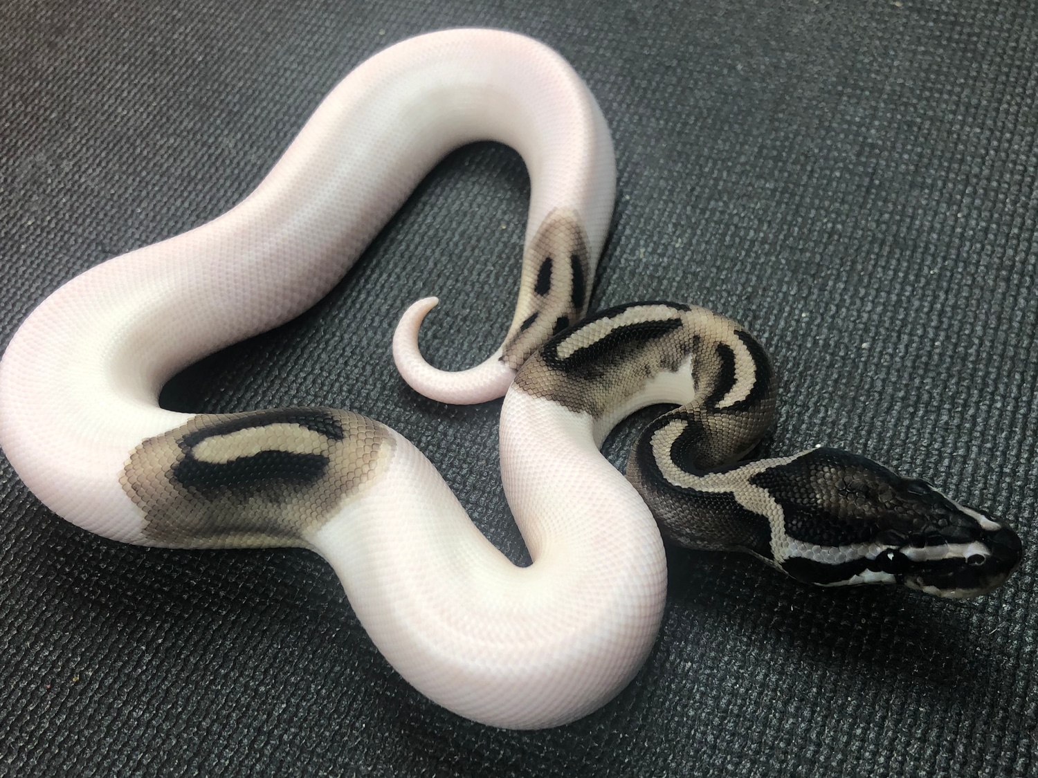 Axanthic Pied Ball Python by JSA Reptiles, LLC - MorphMarket