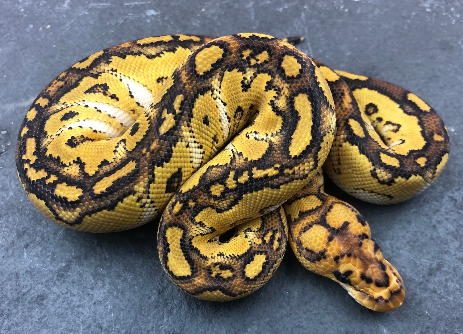 Special Clown Ball Python by JSA Reptiles, LLC - MorphMarket