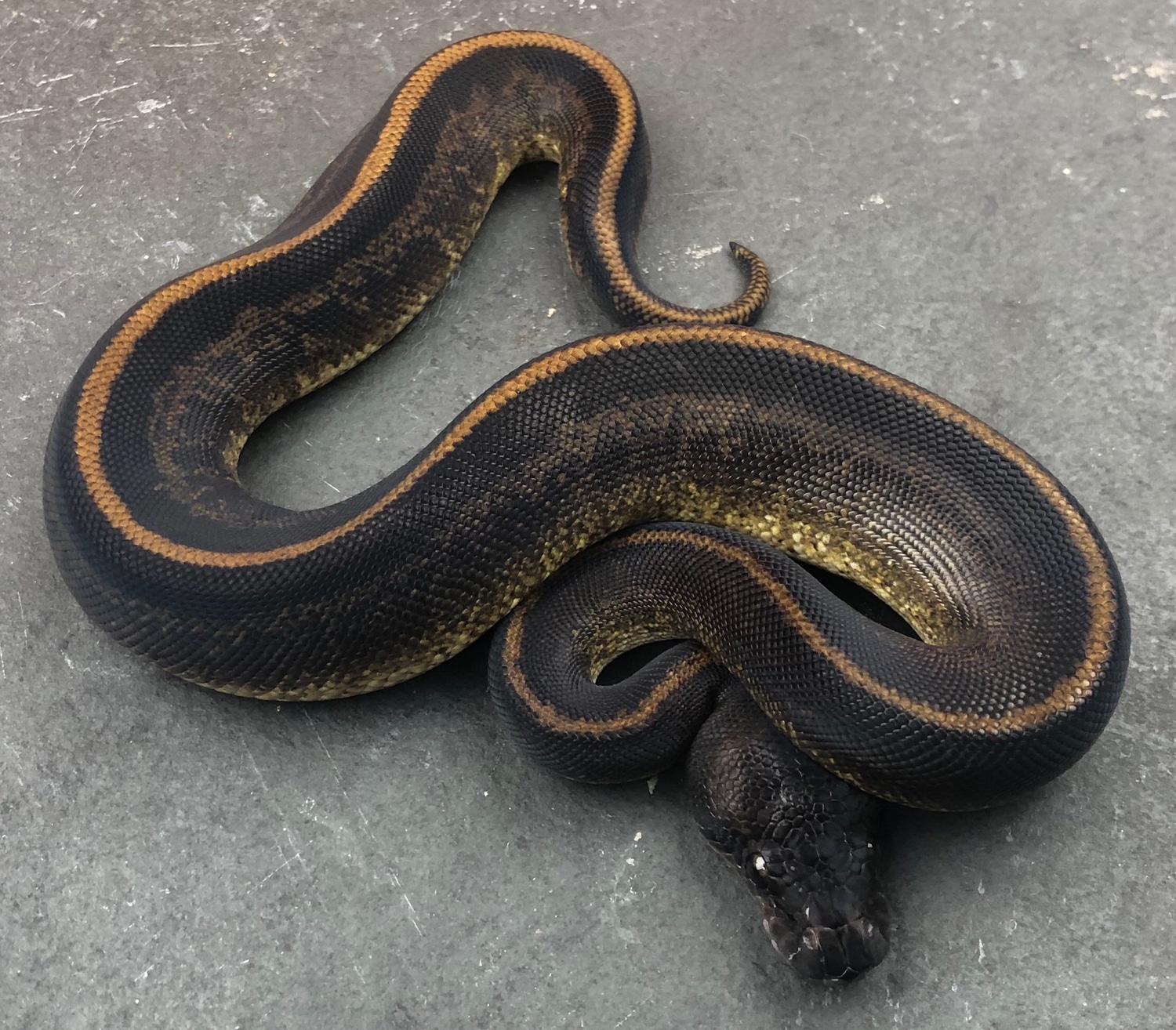 Leopard Suma Ball Python by JSA Reptiles - MorphMarket