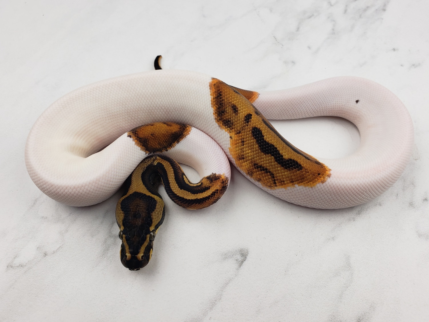 Leopard Enchi Pied Ball Python by JSA Reptiles - MorphMarket