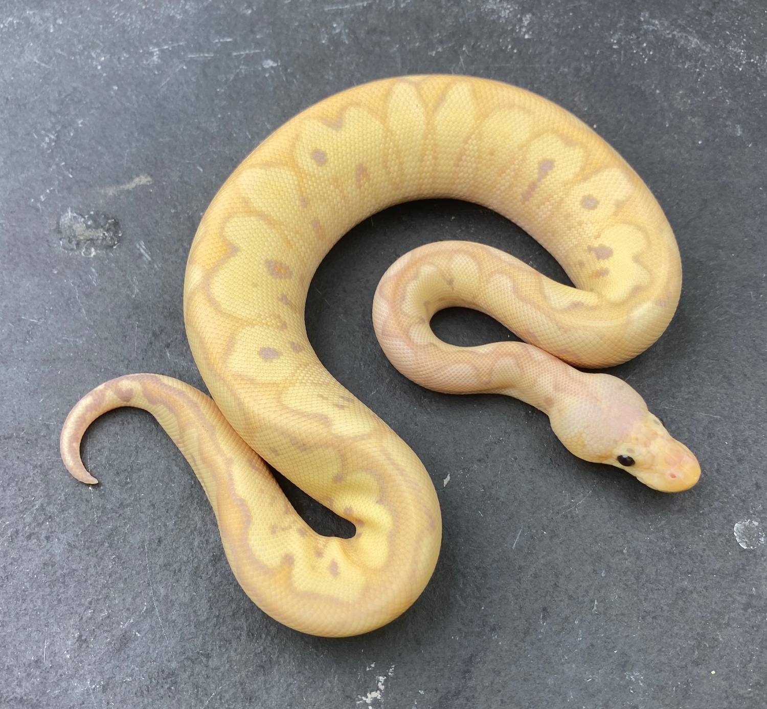 Female Maker Male Firefly Banana Clown Ball Python by JSA Reptiles ...