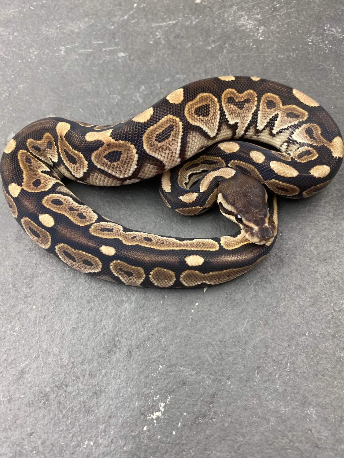 Cinnamon Het VPI Axanthic Het Hypo Ball Python by JSA Reptiles, LLC ...