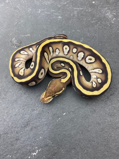 Mojave Cypress Ball Python by JSA Reptiles, LLC