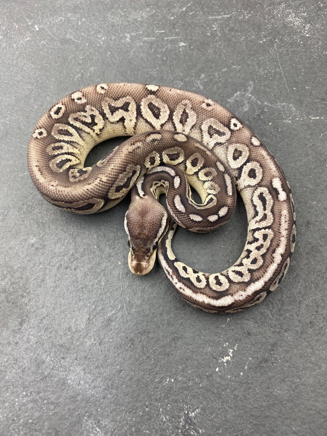 Pastel Cinnamon Het Vpi Axanthic Het Hypo Ball Python by JSA Reptiles ...