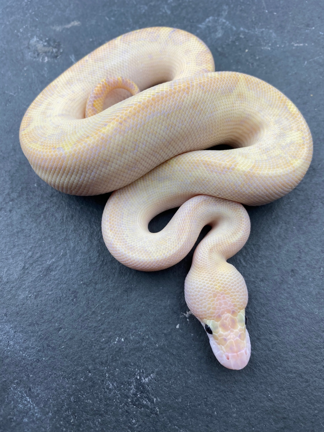 Ivory Clown Ball Python by JSA Reptiles, LLC - MorphMarket