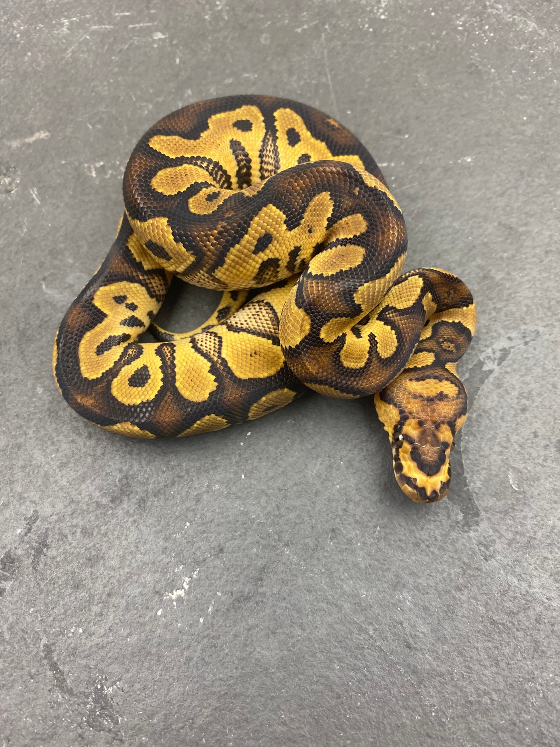Yellowbelly Clown 50% Het Pied Ball Python by JSA Reptiles - MorphMarket
