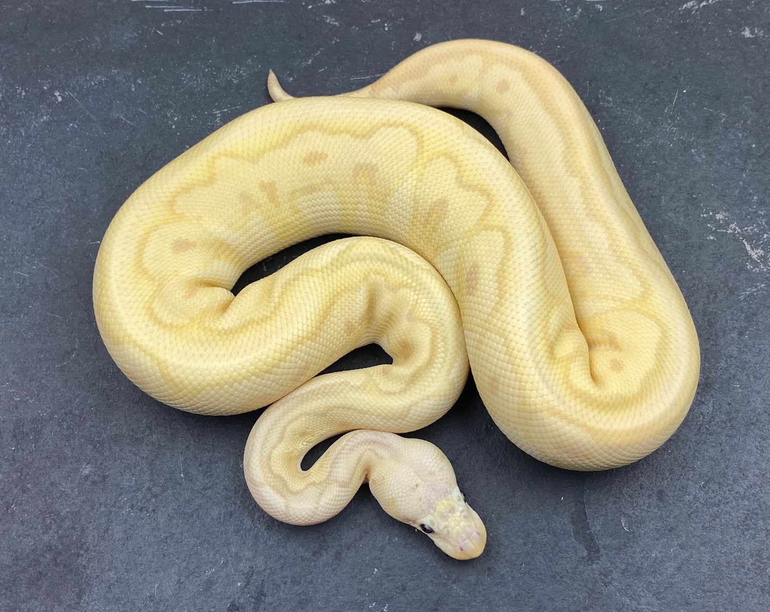Pastel Het Red Axanthic Banana Clown Ball Python by JSA Reptiles ...
