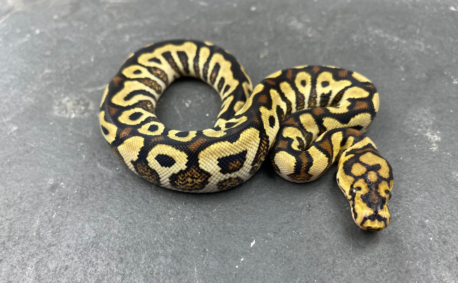 Spotnose Red Stripe Yellowbelly Clown Ball Python by JSA Reptiles ...