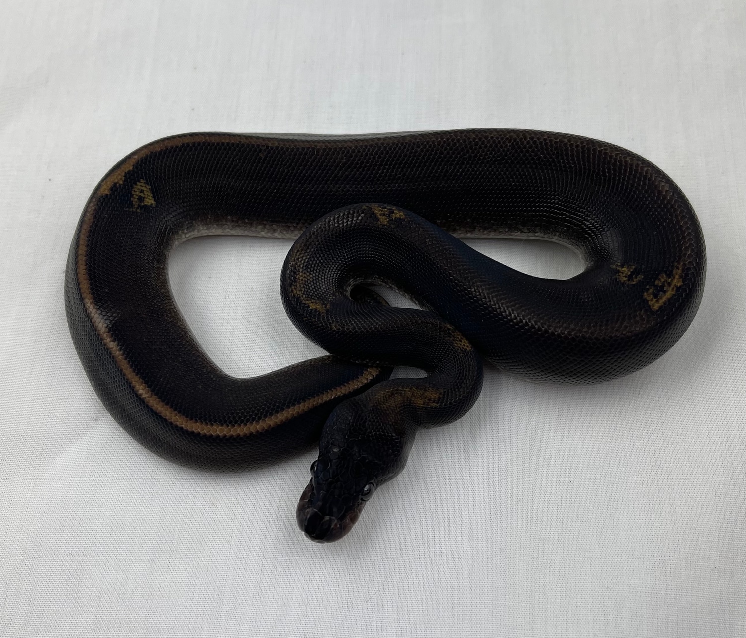 Leopard Cinnamon Suma Ball Python by JSA Reptiles - MorphMarket