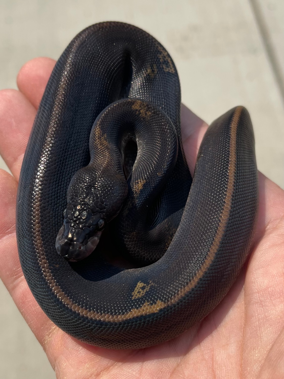 Leopard Cinnamon Suma Ball Python by JSA Reptiles - MorphMarket