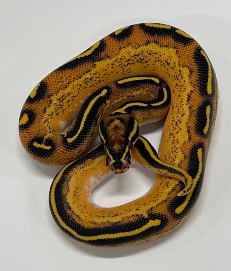 Orange Dream Freeway Ball Python by JSA Reptiles, LLC