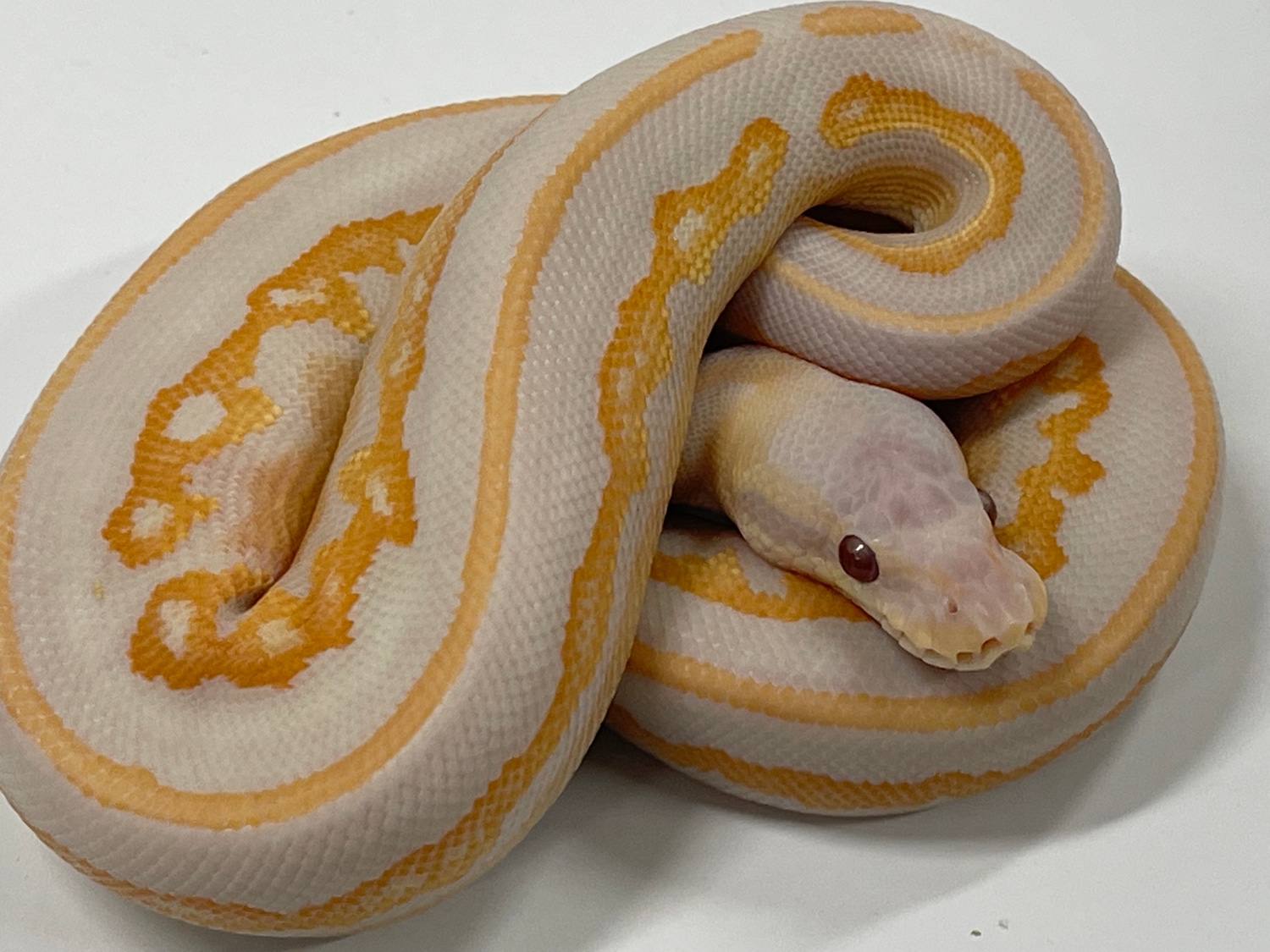 Lavender Cinnamon Black Head Ball Python by JSA Reptiles - MorphMarket