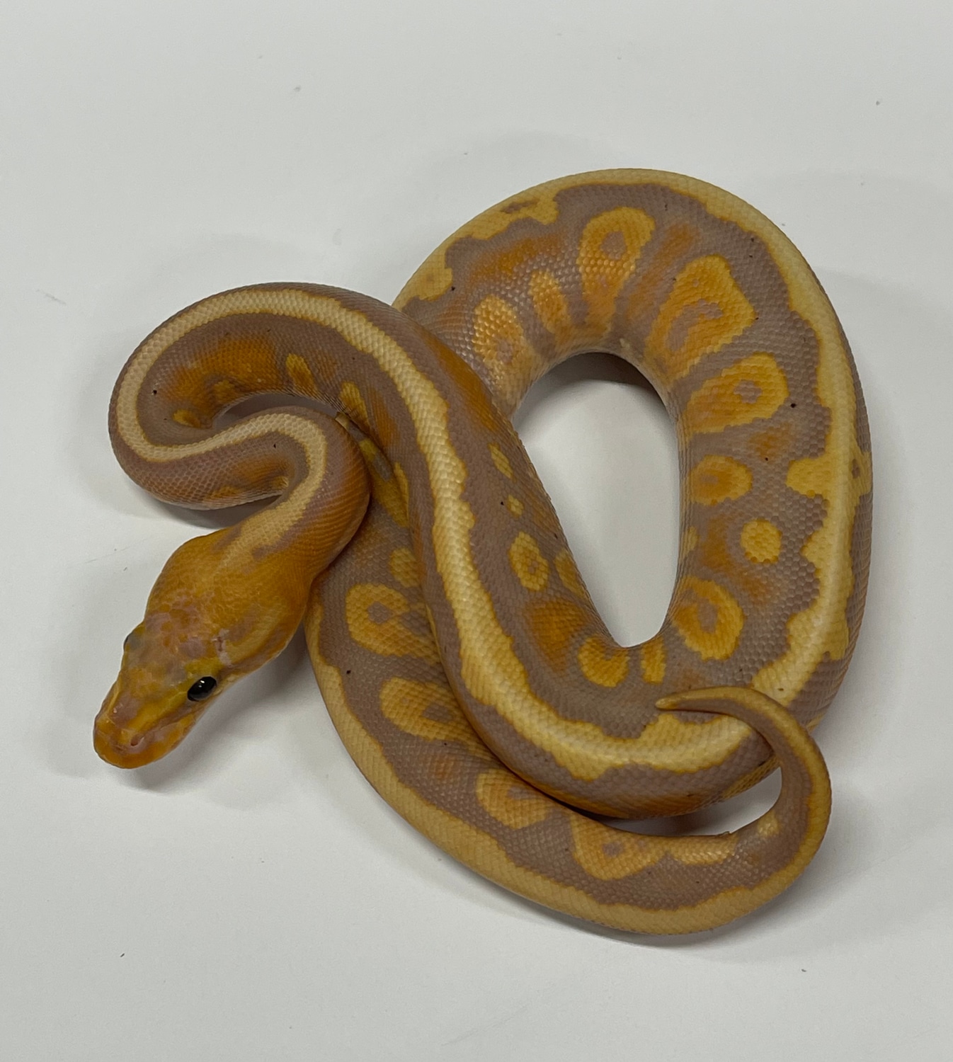 Banana (FM) Chocolate Spotnose Het Hypo 50% Het Desert Ghost Ball ...