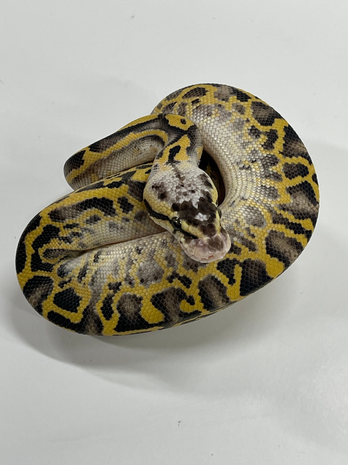 Pastel Leopard Freeway Ball Python by JSA Reptiles - MorphMarket