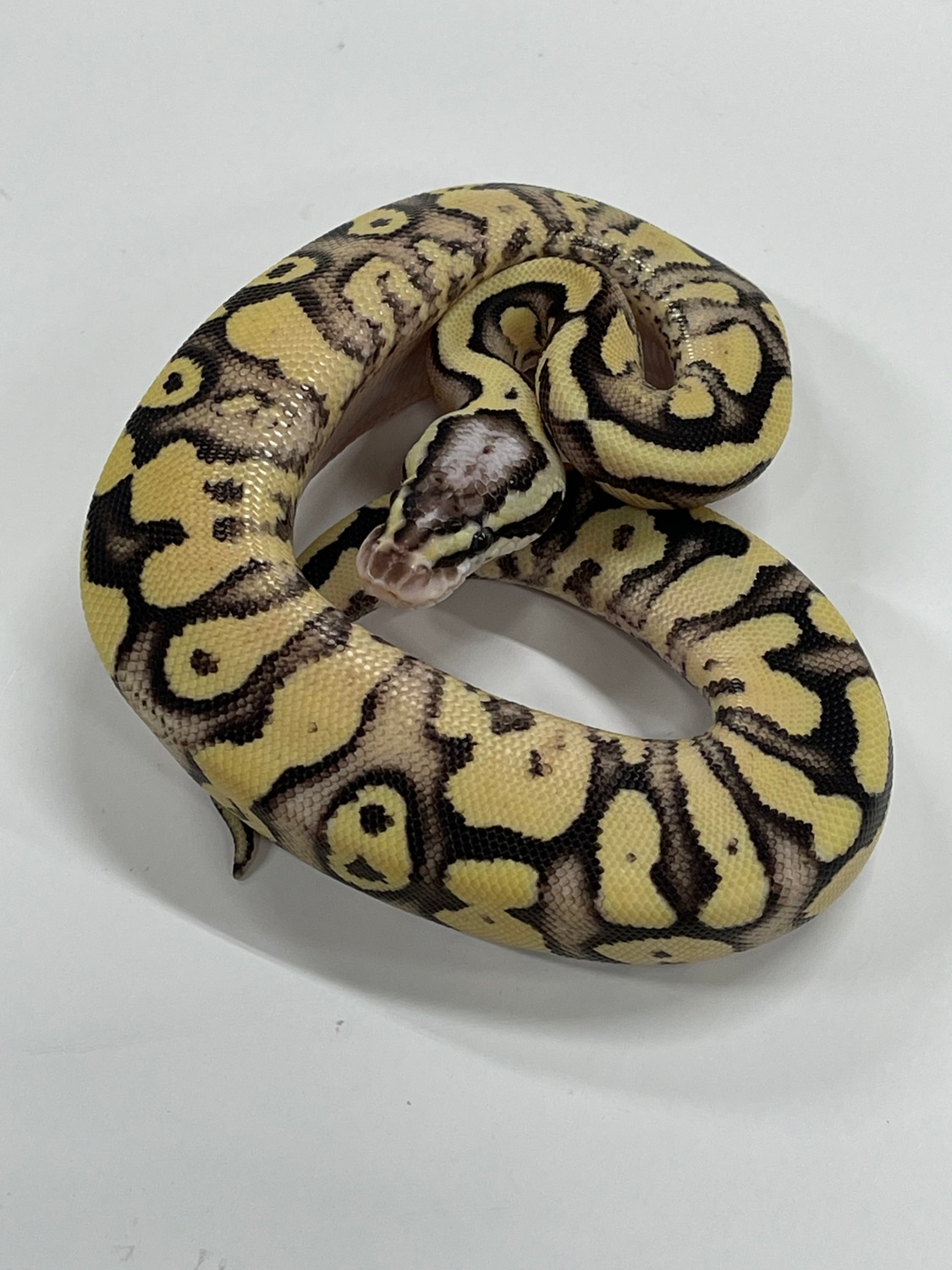Firefly Yellowbelly Het VPI Axanthic Het Clown Ball Python by JSA ...