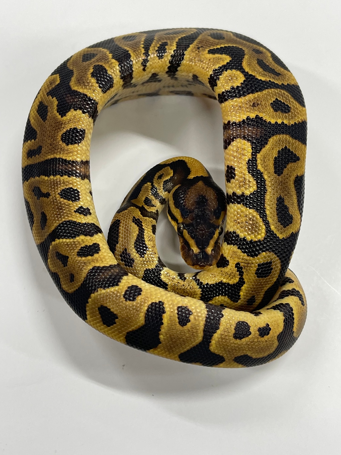 Leopard Yellowbelly Het Puzzle Ball Python by JSA Reptiles - MorphMarket