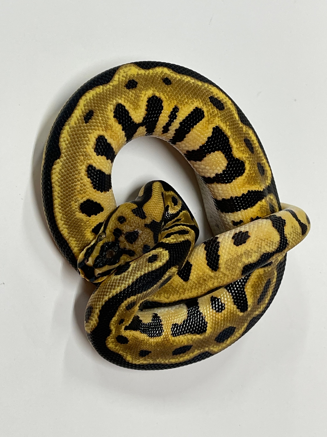 Leopard Spotnose Orange Dream Het Clown 50% Het Pied Ball Python by JSA ...