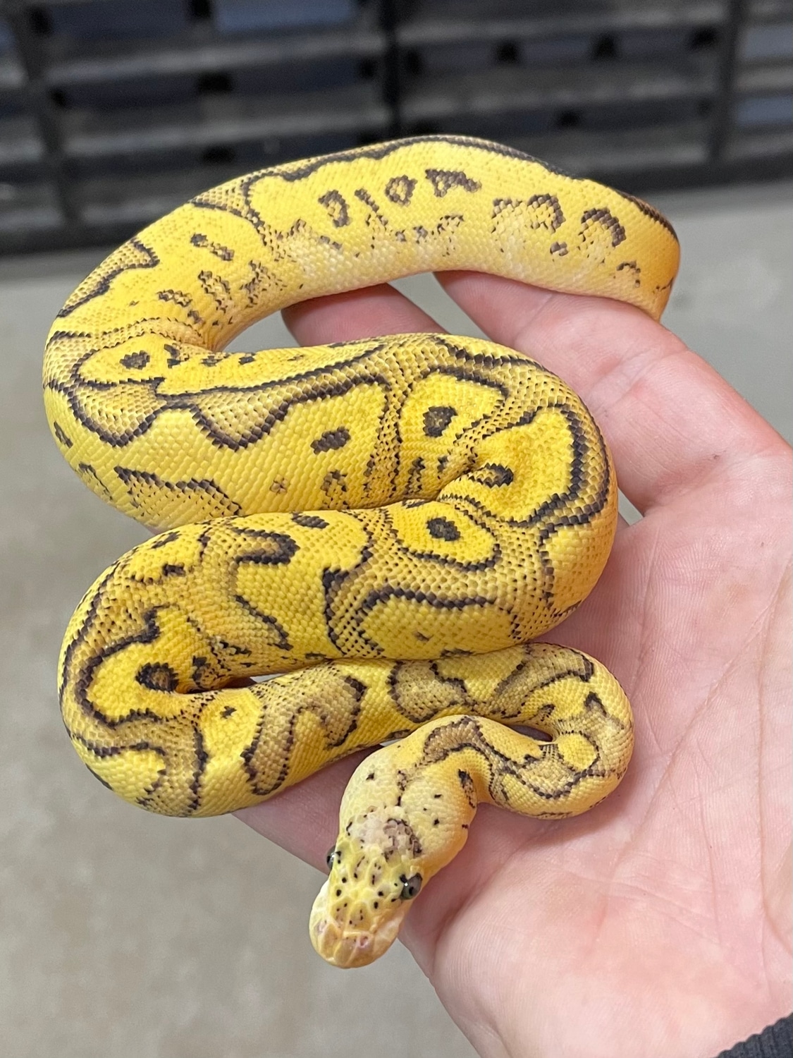 Lace Yellowbelly Pastel Clown Ball Python by JSA Reptiles, LLC ...