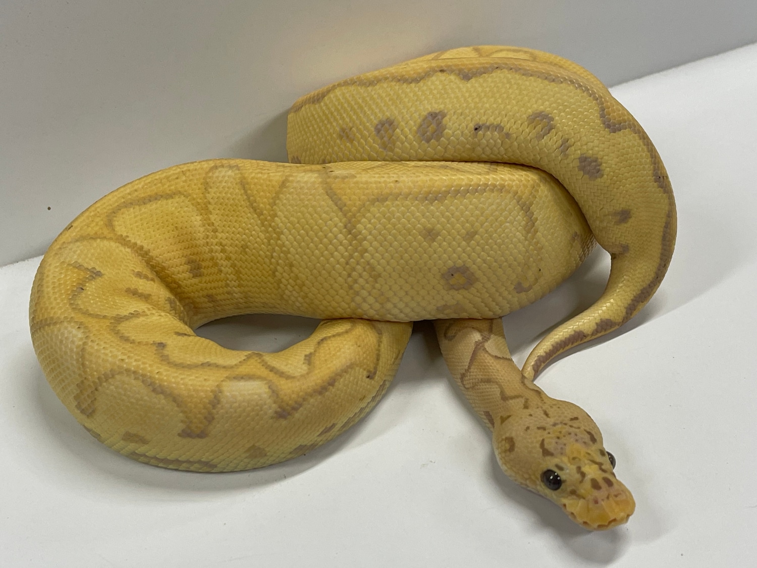 Pastel Leopard Banana Clown Ball Python by JSA Reptiles, LLC - MorphMarket