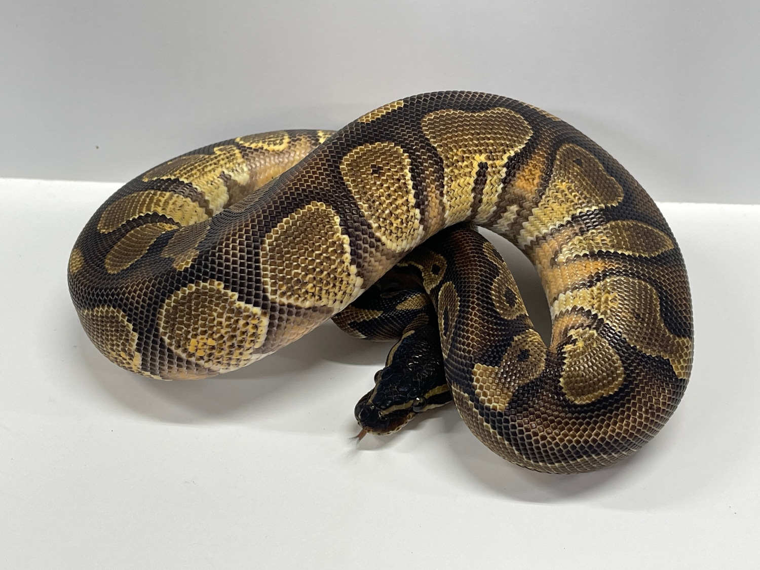 Enchi Black Head Het Pied Ball Python by JSA Reptiles - MorphMarket