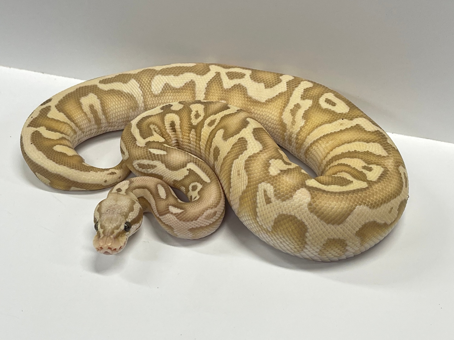 Pastel Lesser Banana Leopard Het Clown Ball Python by JSA Reptiles ...