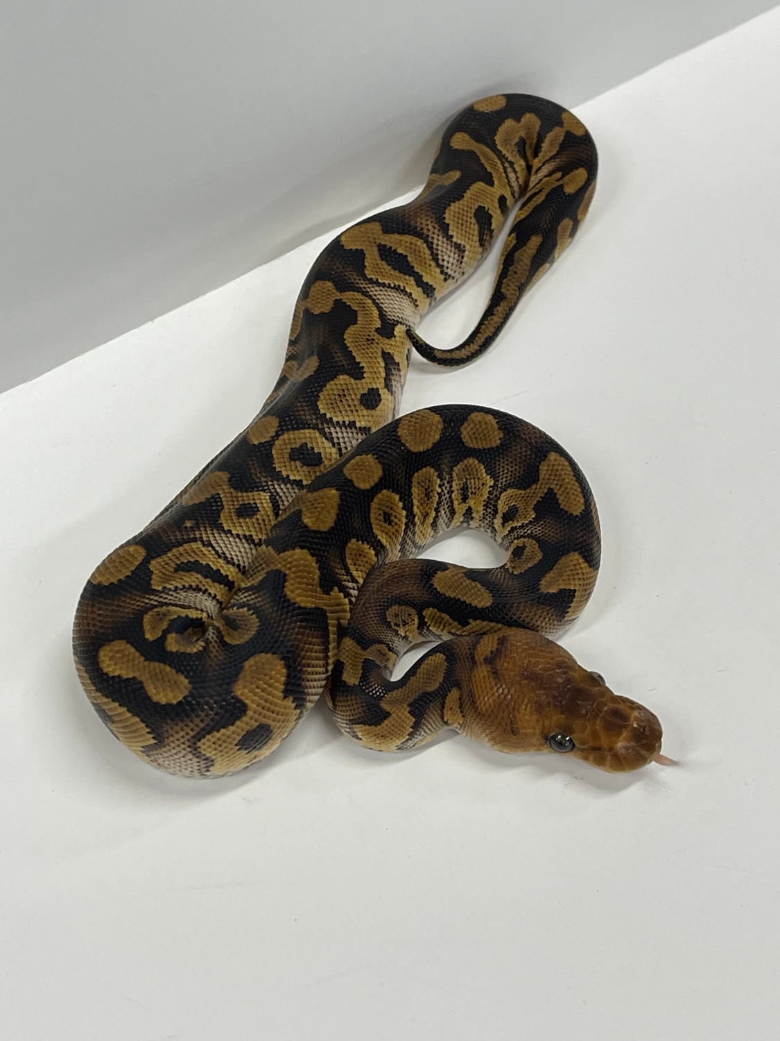 Mahogany Clown Ball Python by JSA Reptiles, LLC - MorphMarket