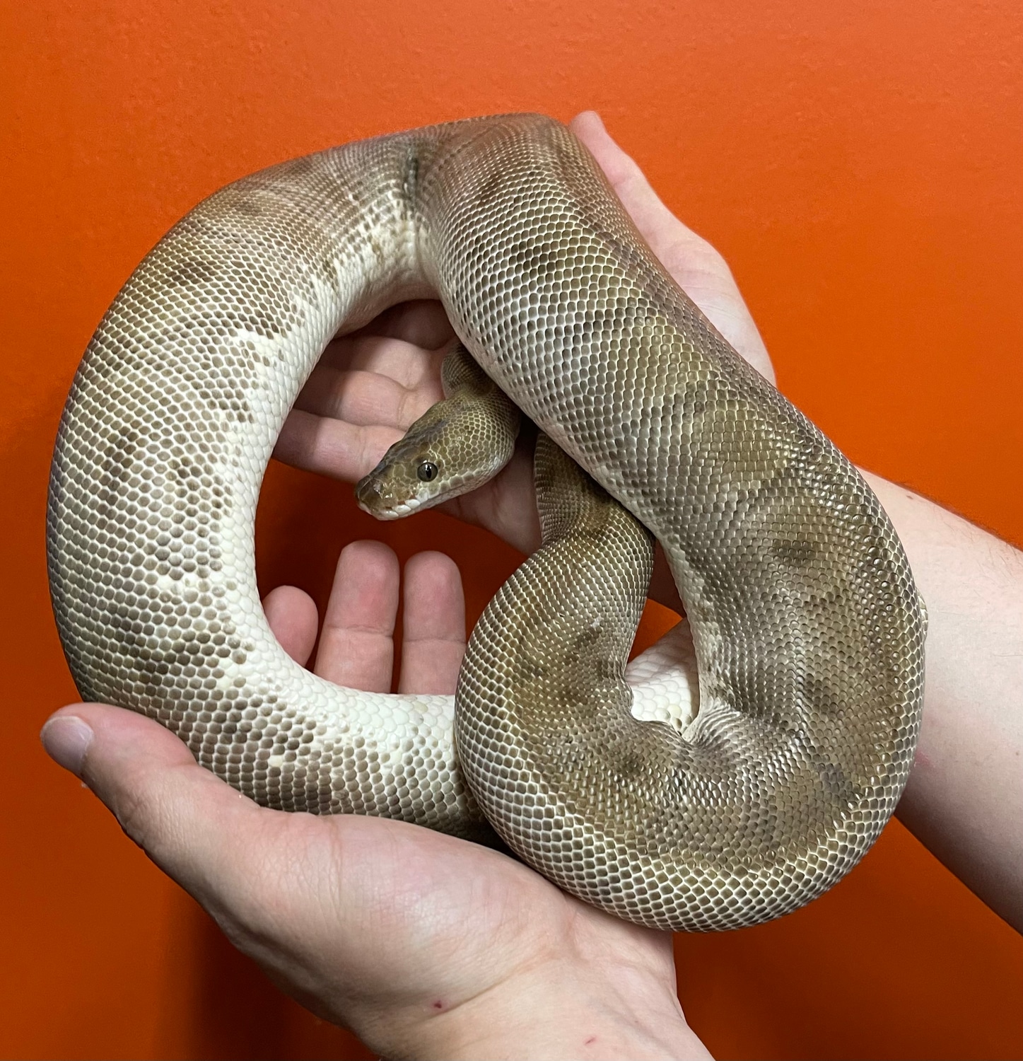 Hidden Gene Woma Clown Ball Python by JSA Reptiles, LLC - MorphMarket