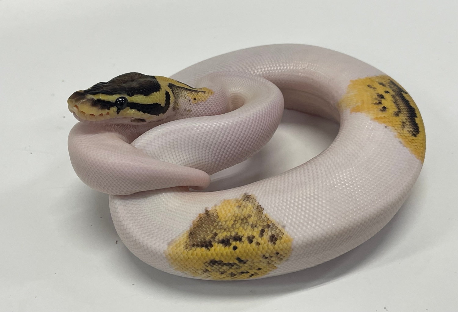 Firefly Pied Het VPI Axanthic Ball Python by JSA Reptiles, LLC ...