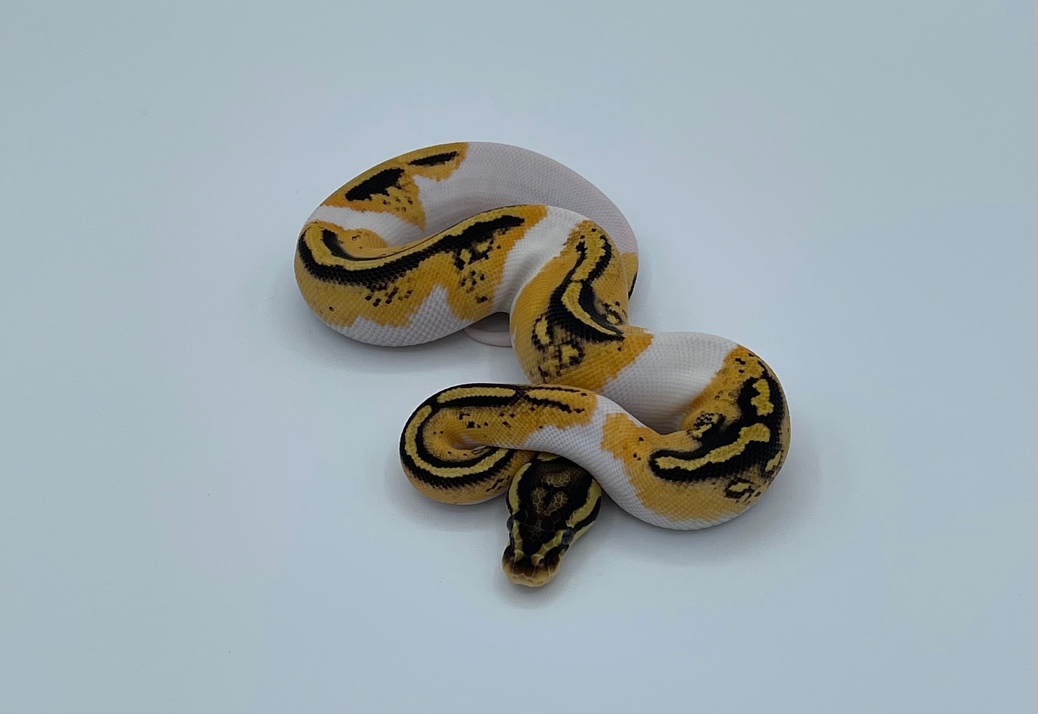 Pastel Yellowbelly Pied Het Clown Ball Python by JSA Reptiles, LLC ...
