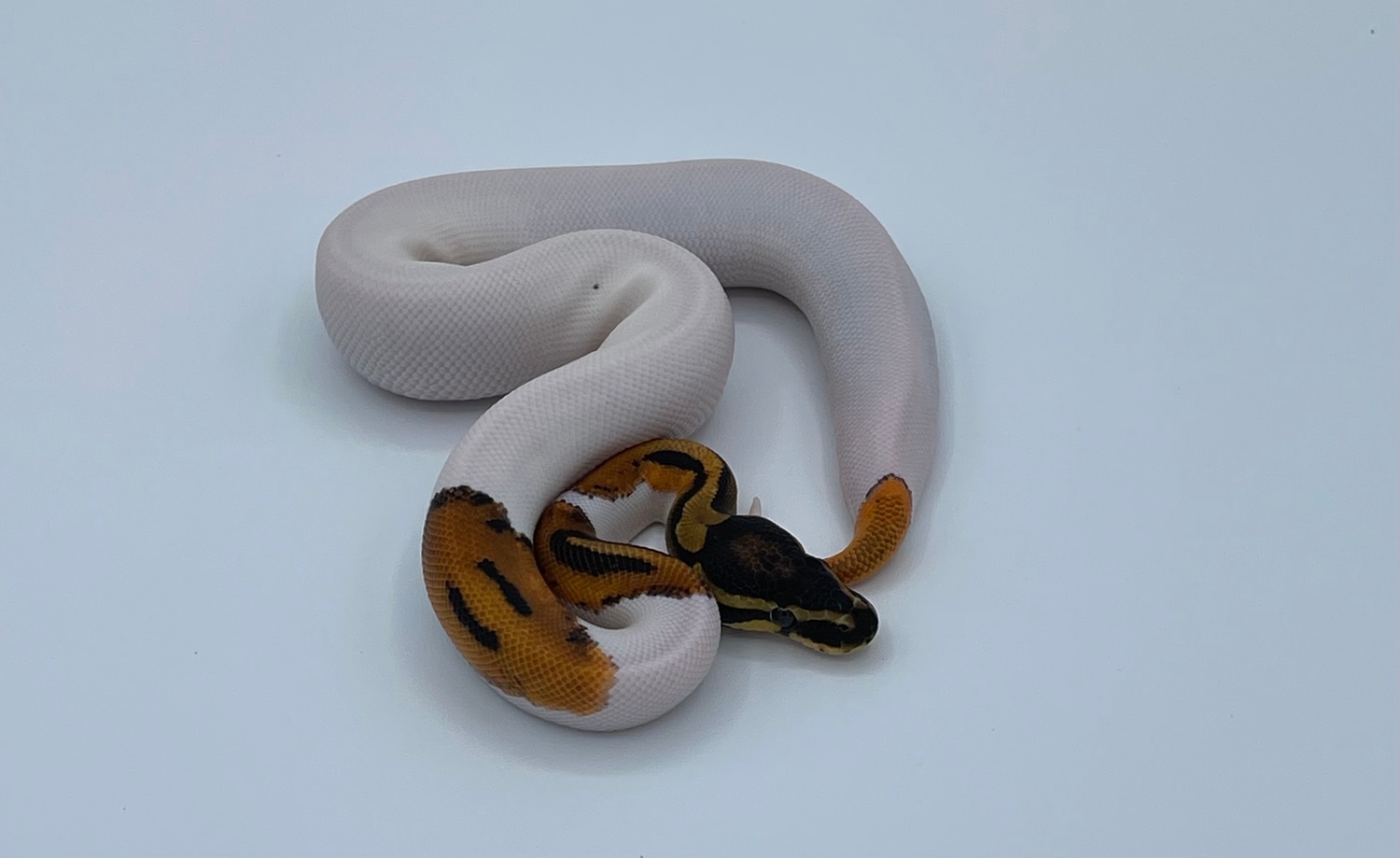 Orange Dream Pied Ball Python by JSA Reptiles - MorphMarket