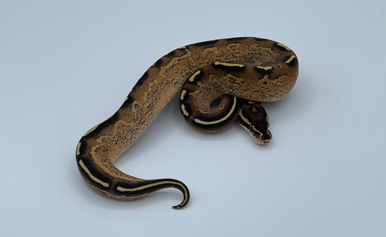 Het Red Axanthic Freeway Ball Python by JSA Reptiles, LLC