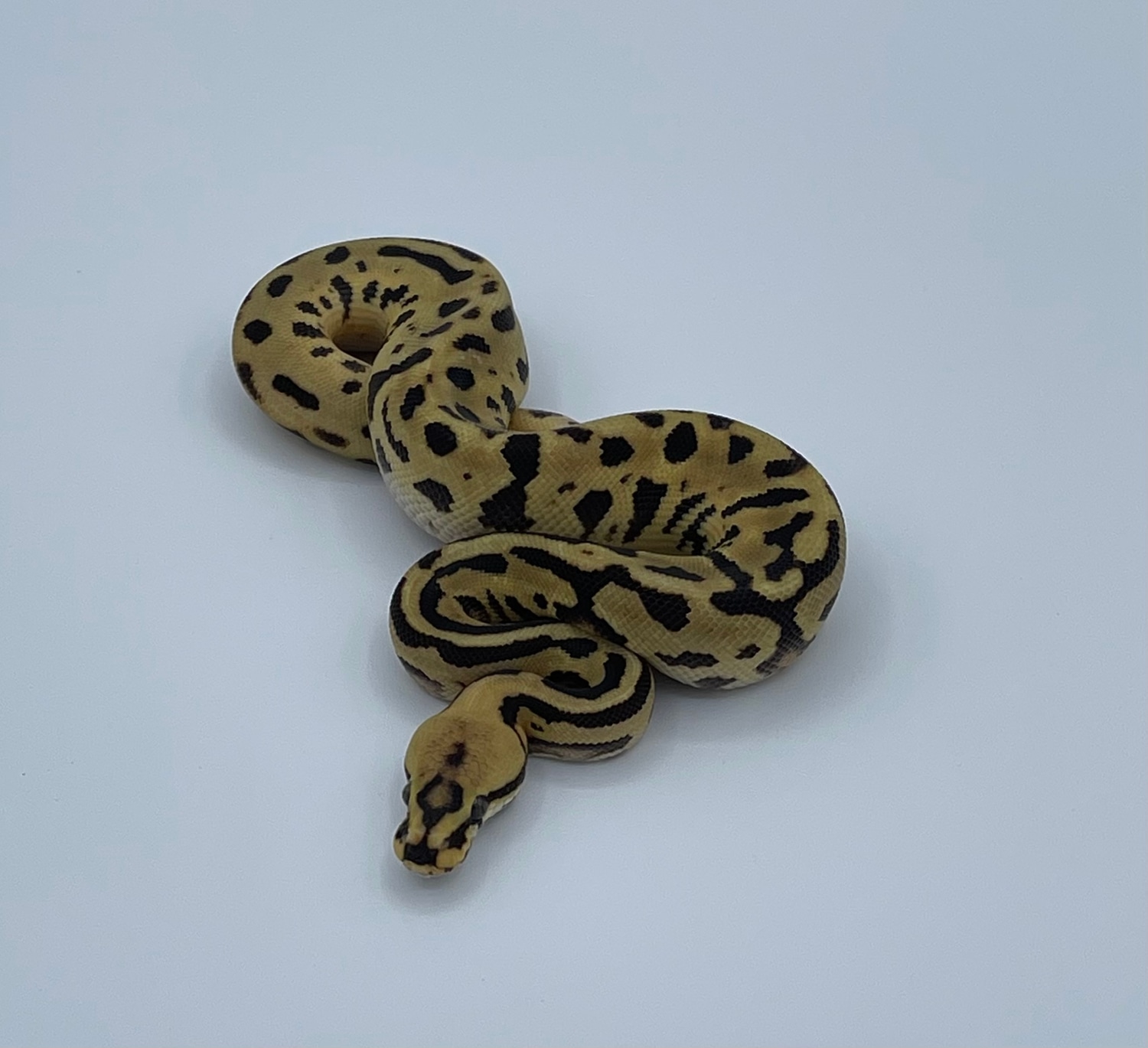Leopard Spotnose Fire Het Desert Ghost Het Hypo 50% Het Genetic Stripe ...