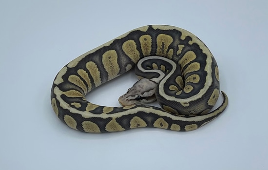 Pastel Chocolate Spotnose Desert Ghost Hypo Ball Python by JSA Reptiles ...