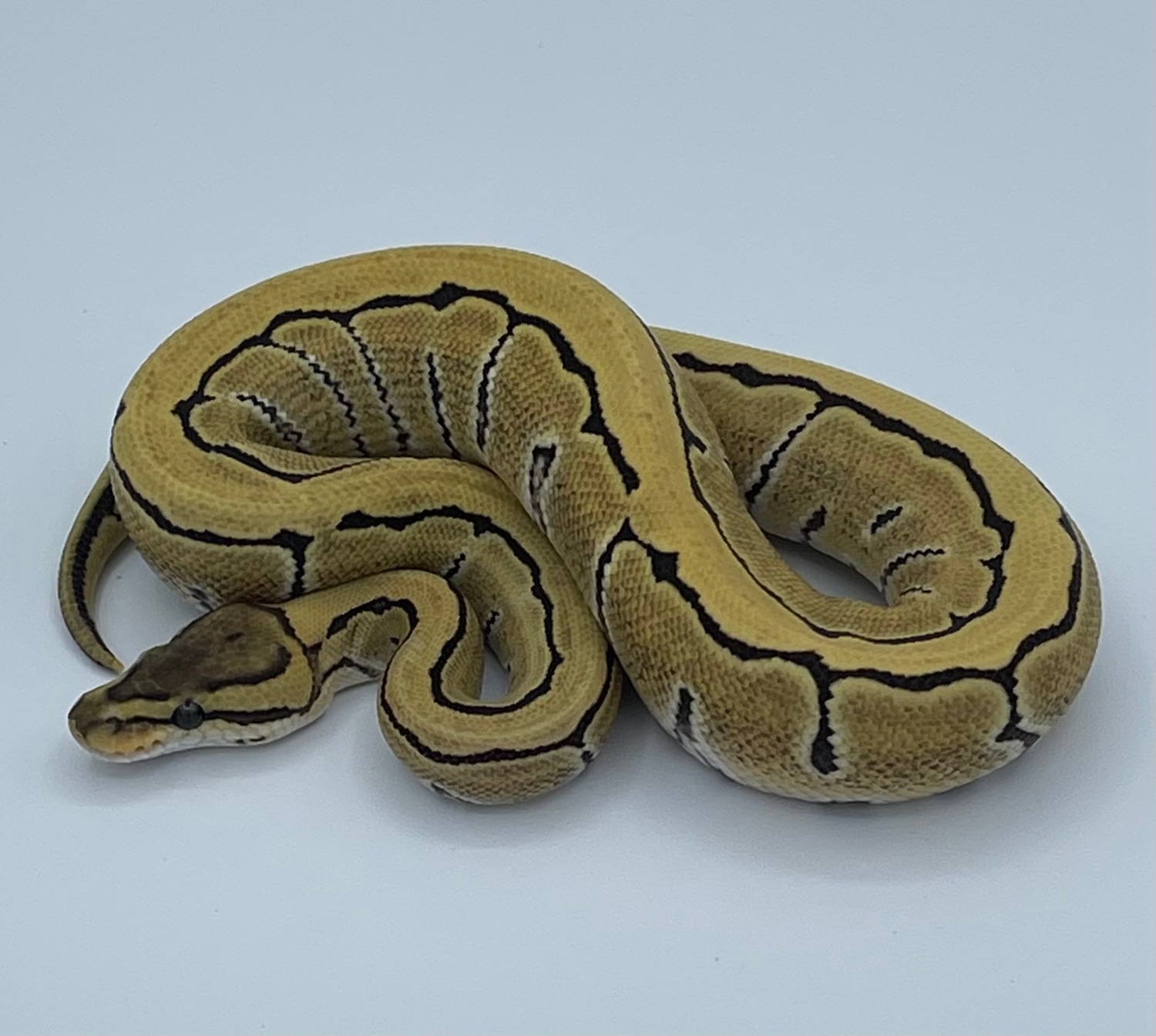 Desert Ghost Pinstripe 50% Het Hypo Ball Python by JSA Reptiles, LLC ...