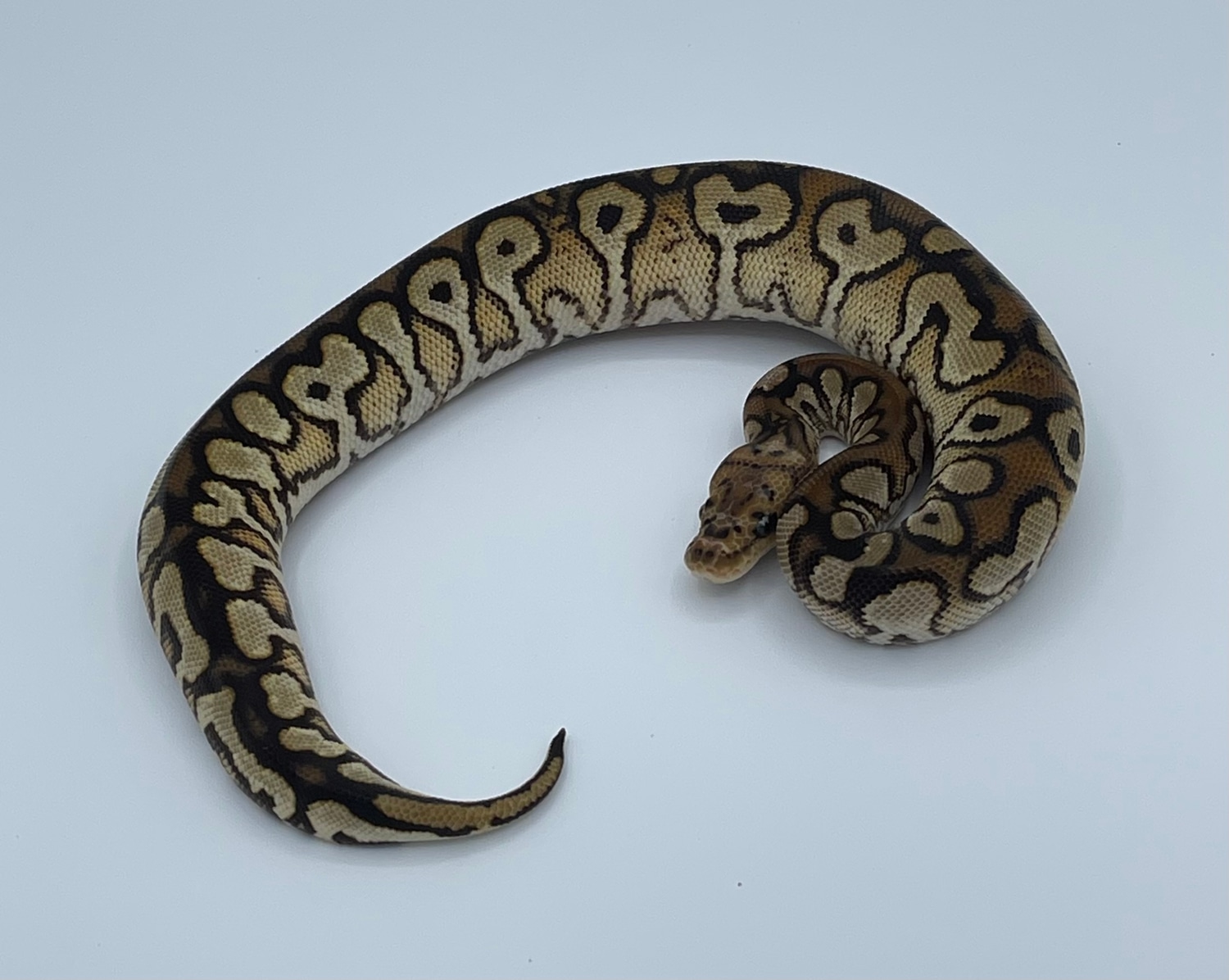 Black Pastel Spotnose Yellowbelly Clown Ball Python by JSA Reptiles ...
