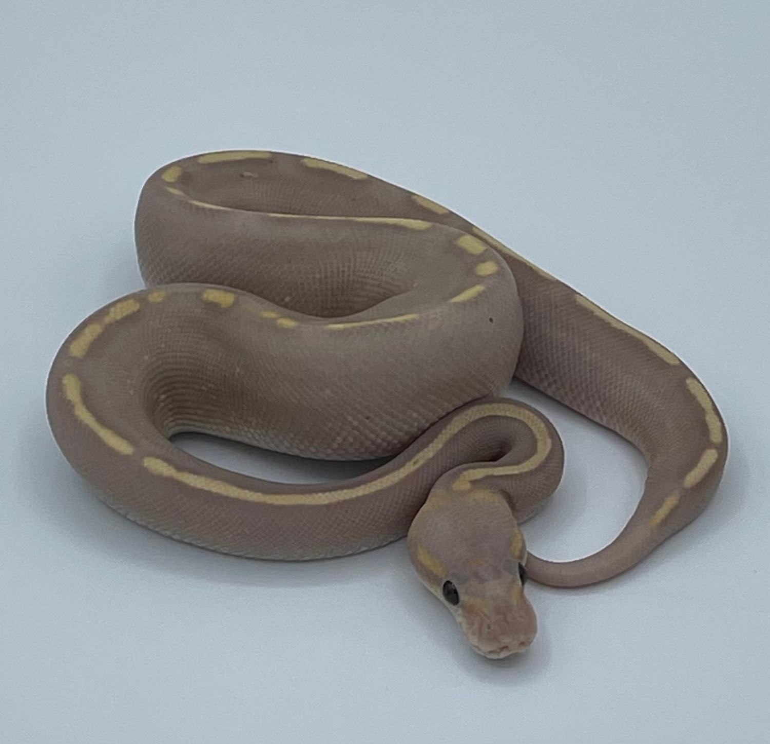 Banana Chocolate GHI Mojave Hypo Ball Python by JSA Reptiles - MorphMarket
