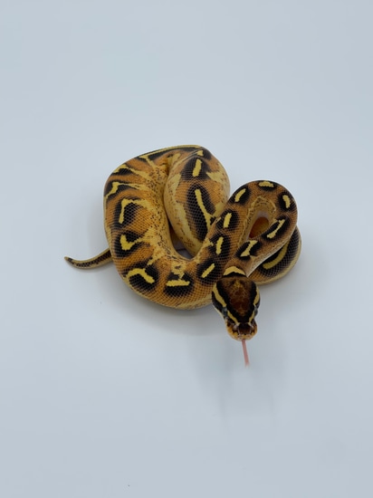 Orange Dream Freeway Ball Python by JSA Reptiles, LLC