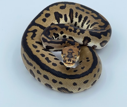 Banana Chocolate GHI Mojave Hypo Ball Python by JSA Reptiles, LLC ...