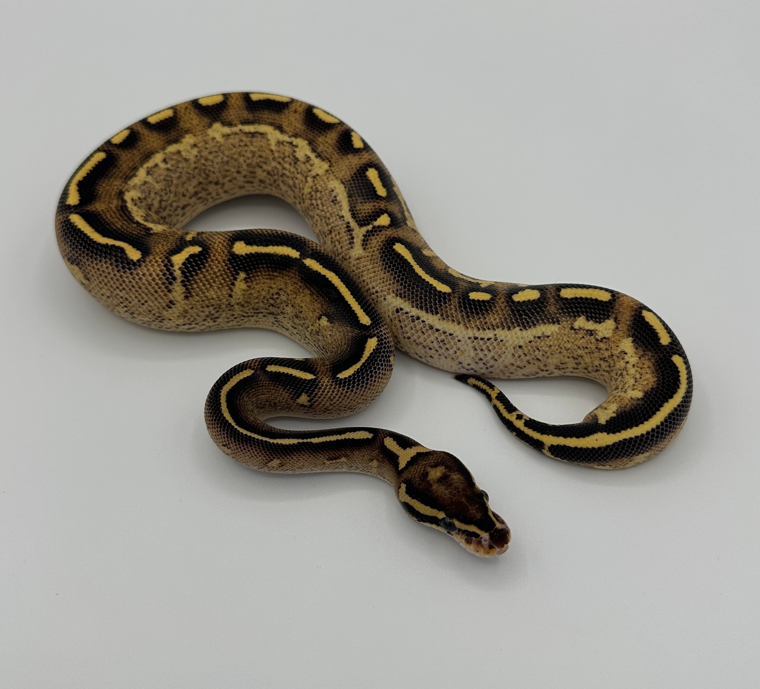 Freeway Ball Python by JSA Reptiles, LLC - MorphMarket