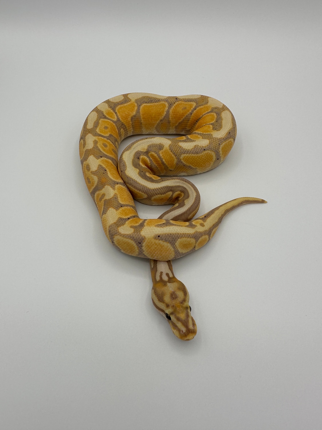 Spotnose Yellowbelly Banana 66% Het Hypo 50% Het Desert Ghost Ball ...