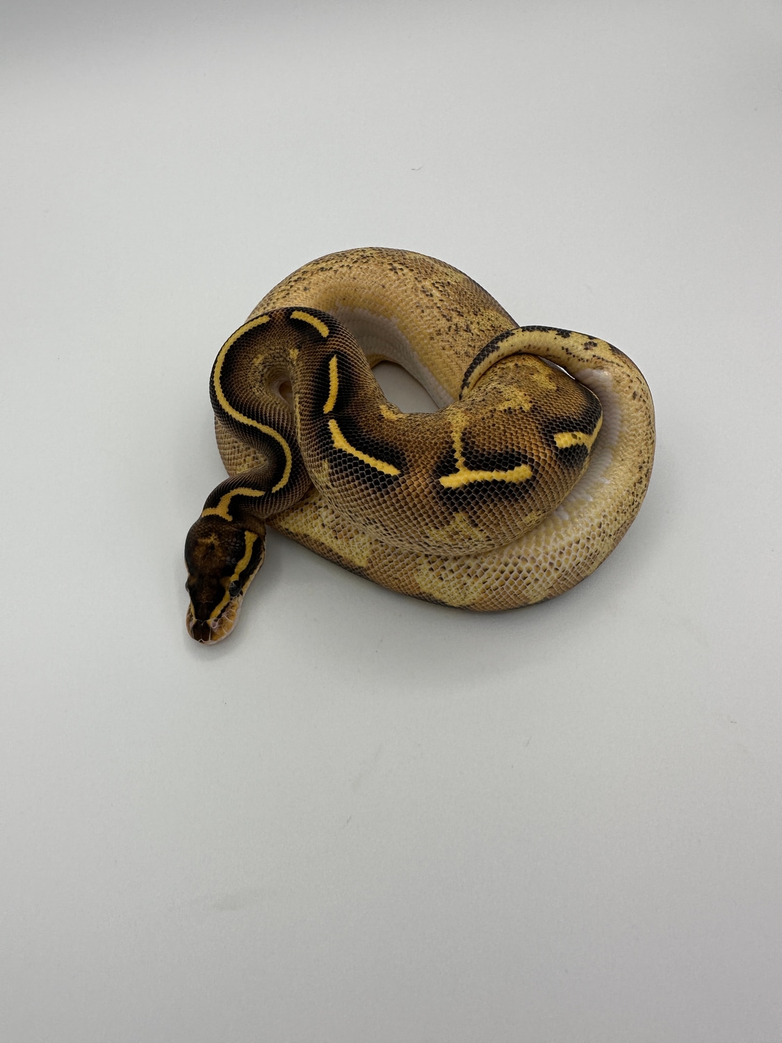 Freeway Ball Python by JSA Reptiles, LLC - MorphMarket