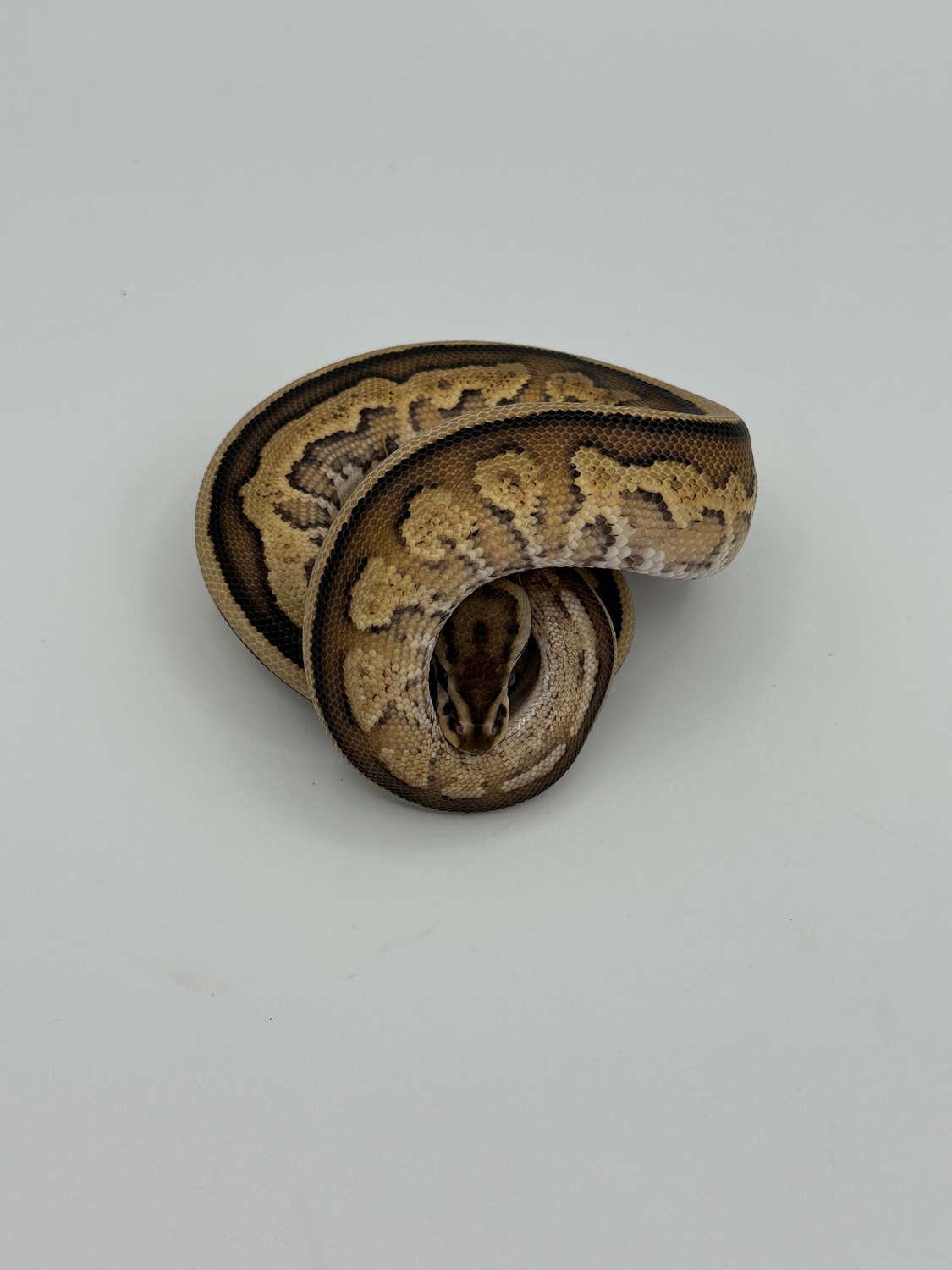 Super Specter Het Desert Ghost Ball Python by JSA Reptiles, LLC ...