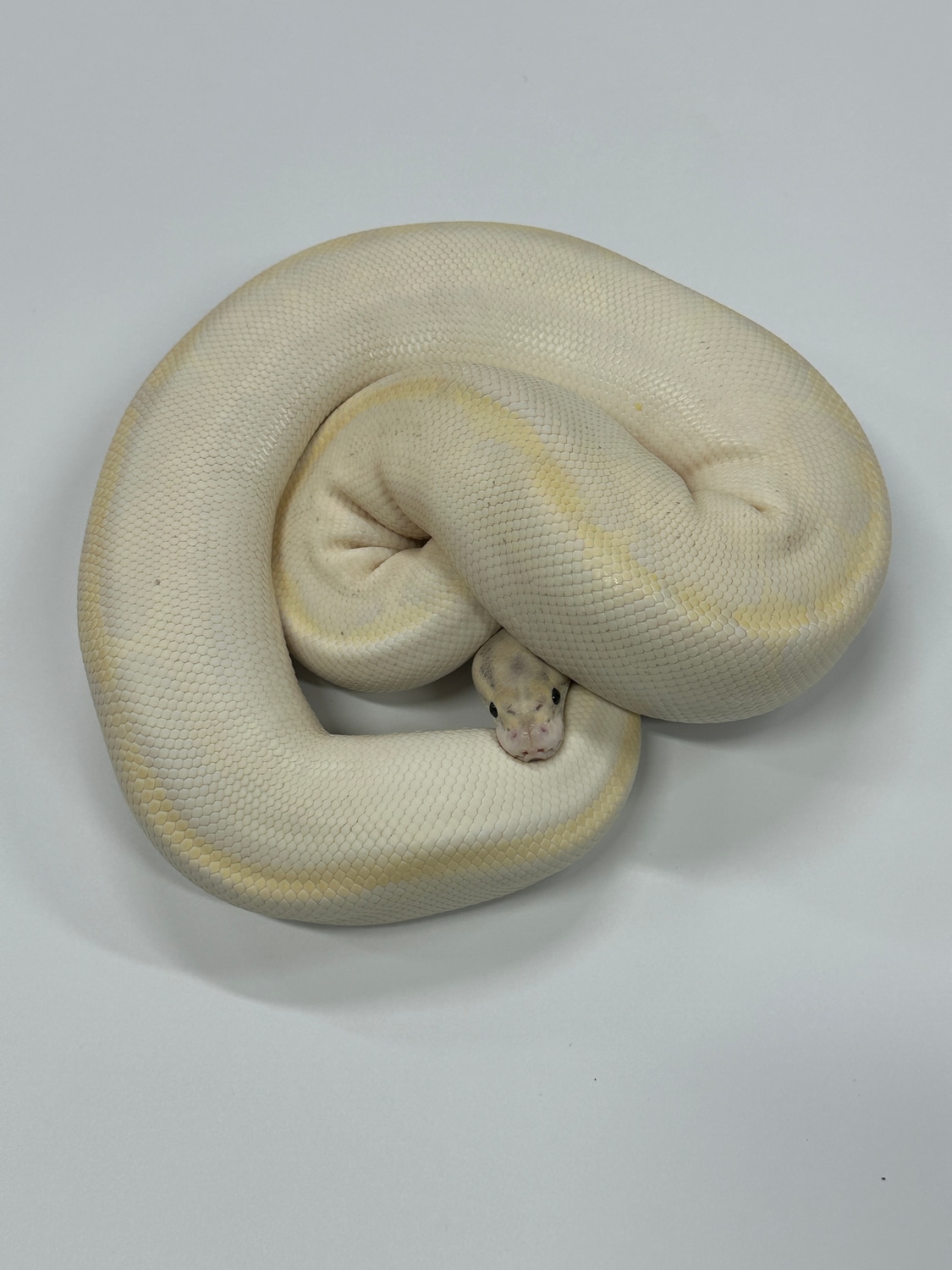 Vanilla Leopard Ivory Ball Python by JSA Reptiles, LLC - MorphMarket