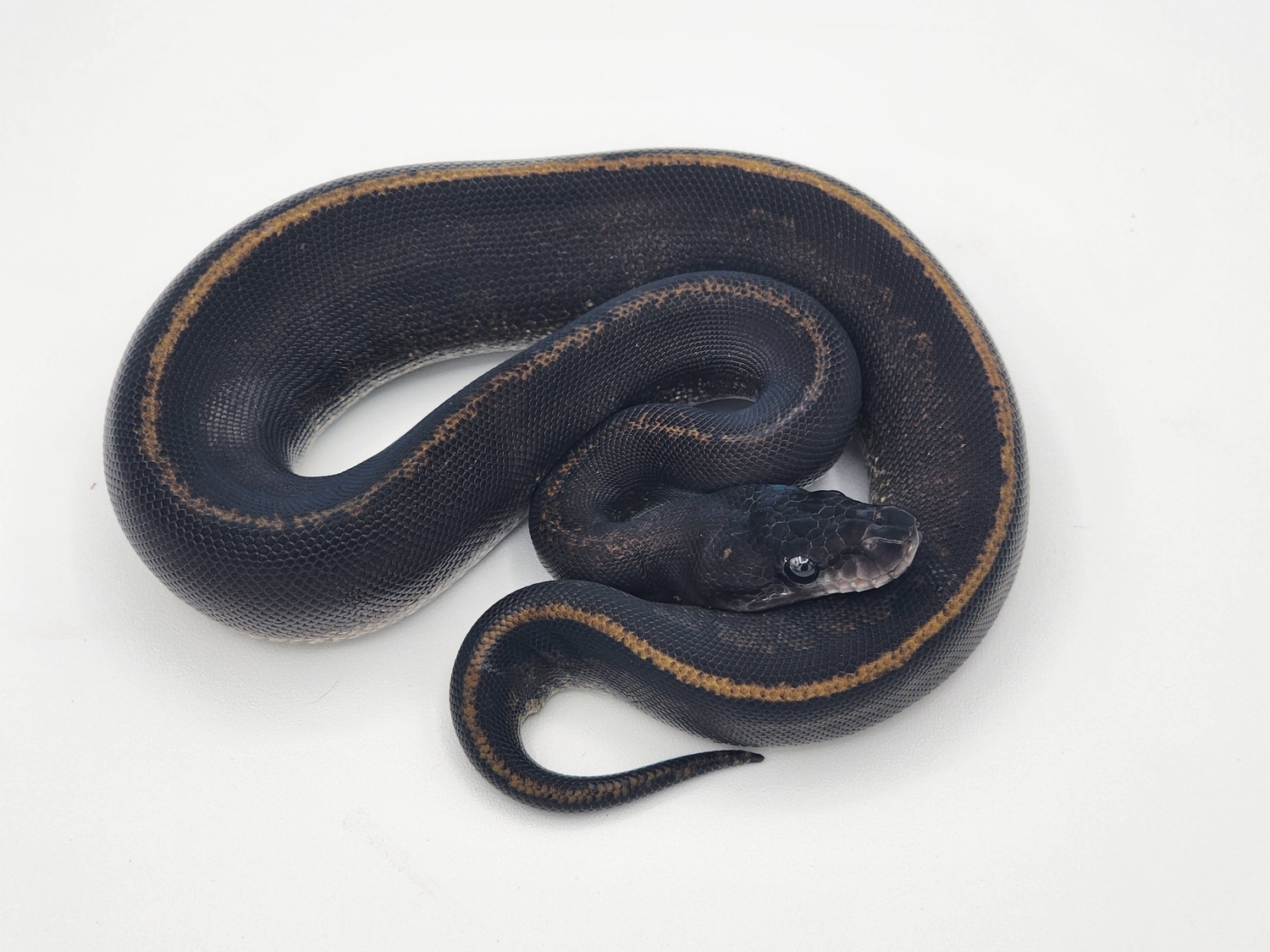 Suma Het Clown Ball Python by JSA Reptiles, LLC - MorphMarket