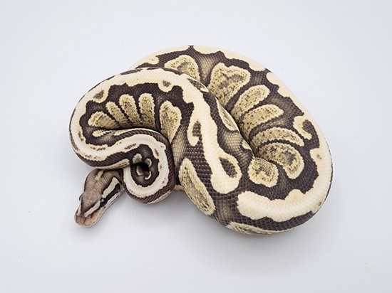 GHI Spotnose Fire Desert Ghost 50% Het Genetic Stripe 50% Het Hypo Ball ...