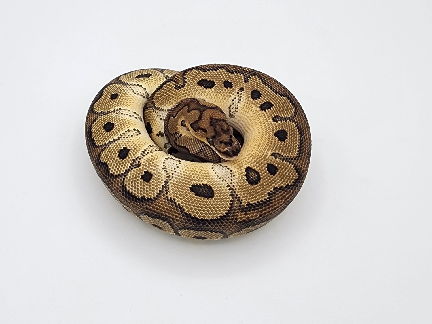 Redstripe Clown Ball Python by JSA Reptiles, LLC - MorphMarket